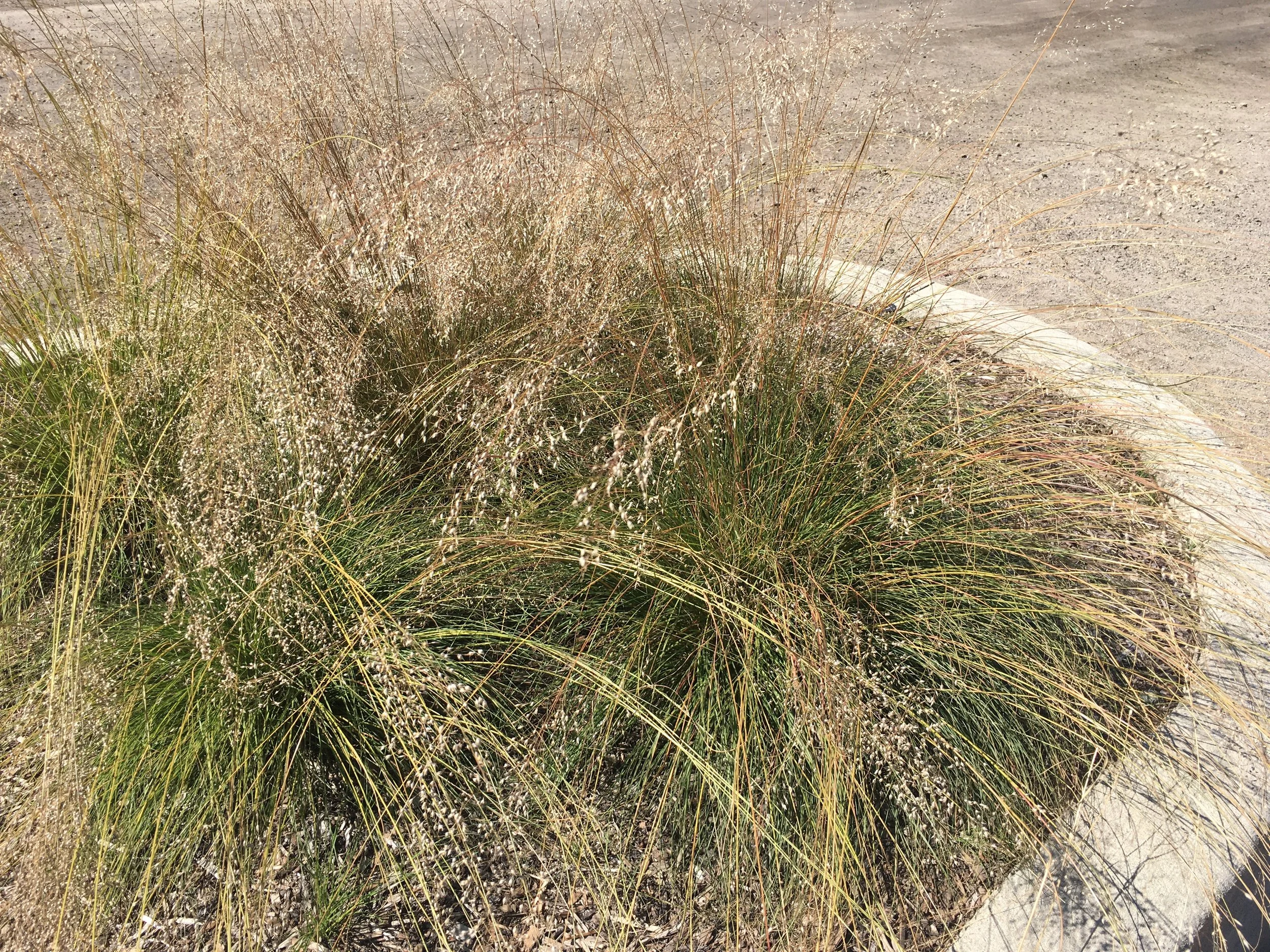 Native Grasses for Ontario Gardens — In Our Nature