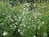 Native Asters for Ontario Gardens | In Our Nature — In Our Nature