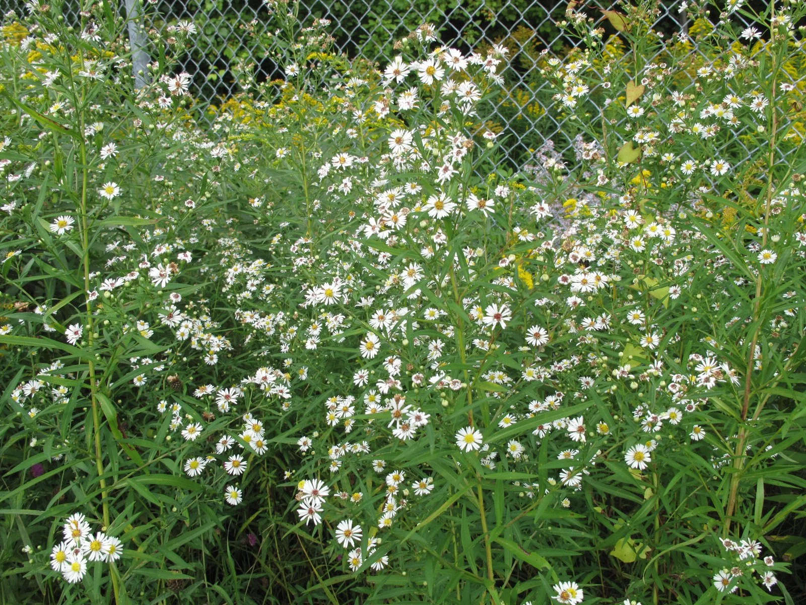 Native Asters for Ontario Gardens | In Our Nature — In Our Nature