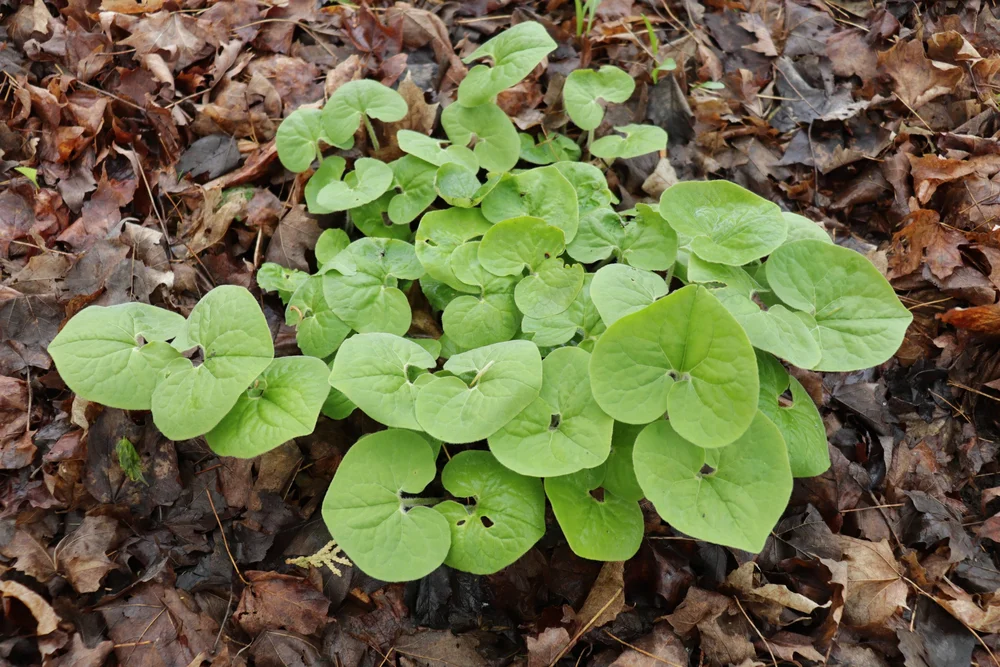 Native Groundcovers for Ontario | In Our Nature Native Plant Nursery ...