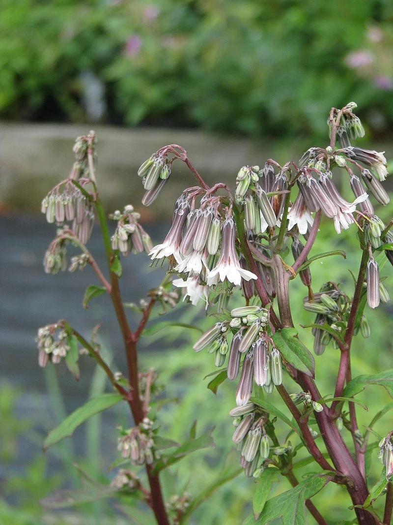 Native Plants for Dry Shade | In Our Nature Native Plant Nursery — In ...