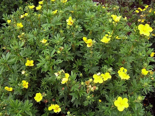 Low-growing Native Shrubs for Ontario — In Our Nature
