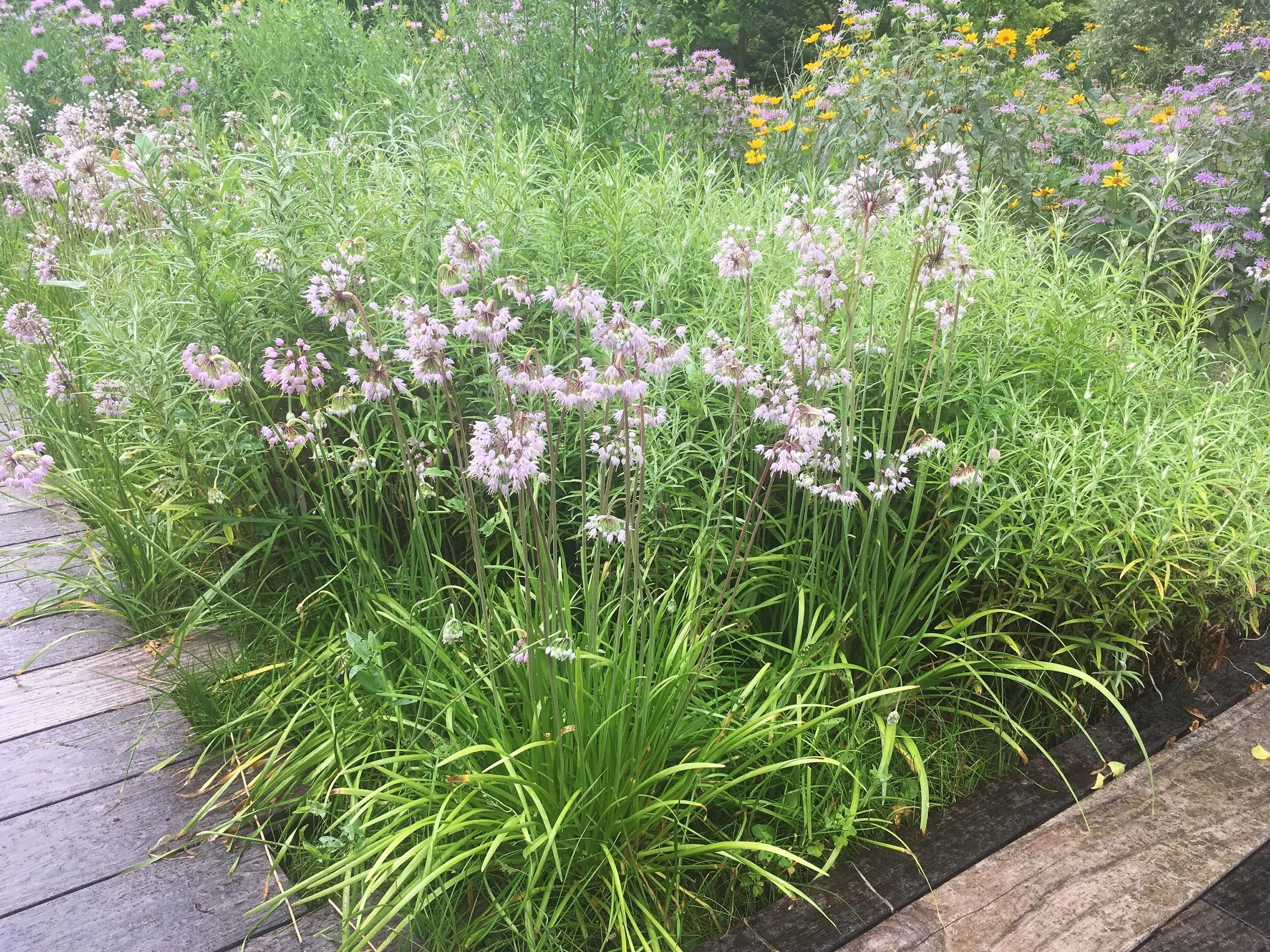 Top Drought Tolerant Native Plants | Ontario — In Our Nature