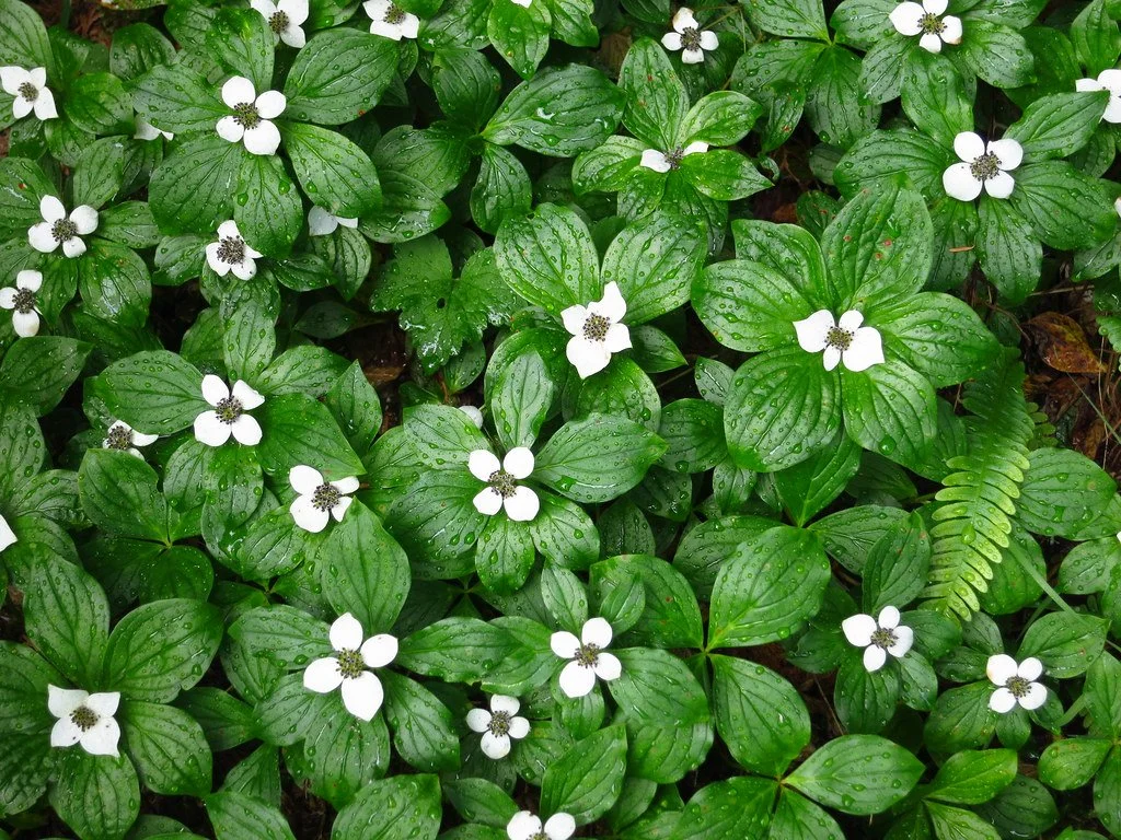 Native Groundcovers for Ontario Gardens — In Our Nature