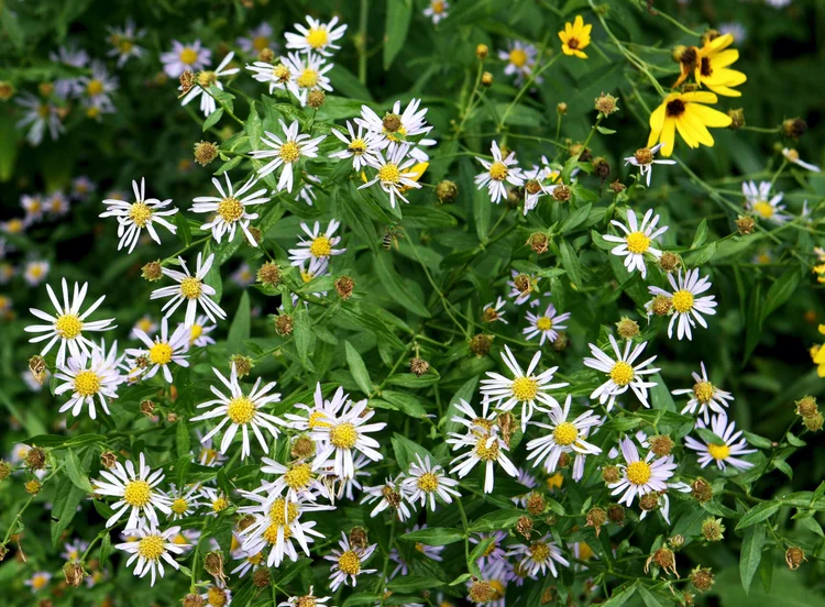 Native Asters for Ontario Gardens | In Our Nature — In Our Nature