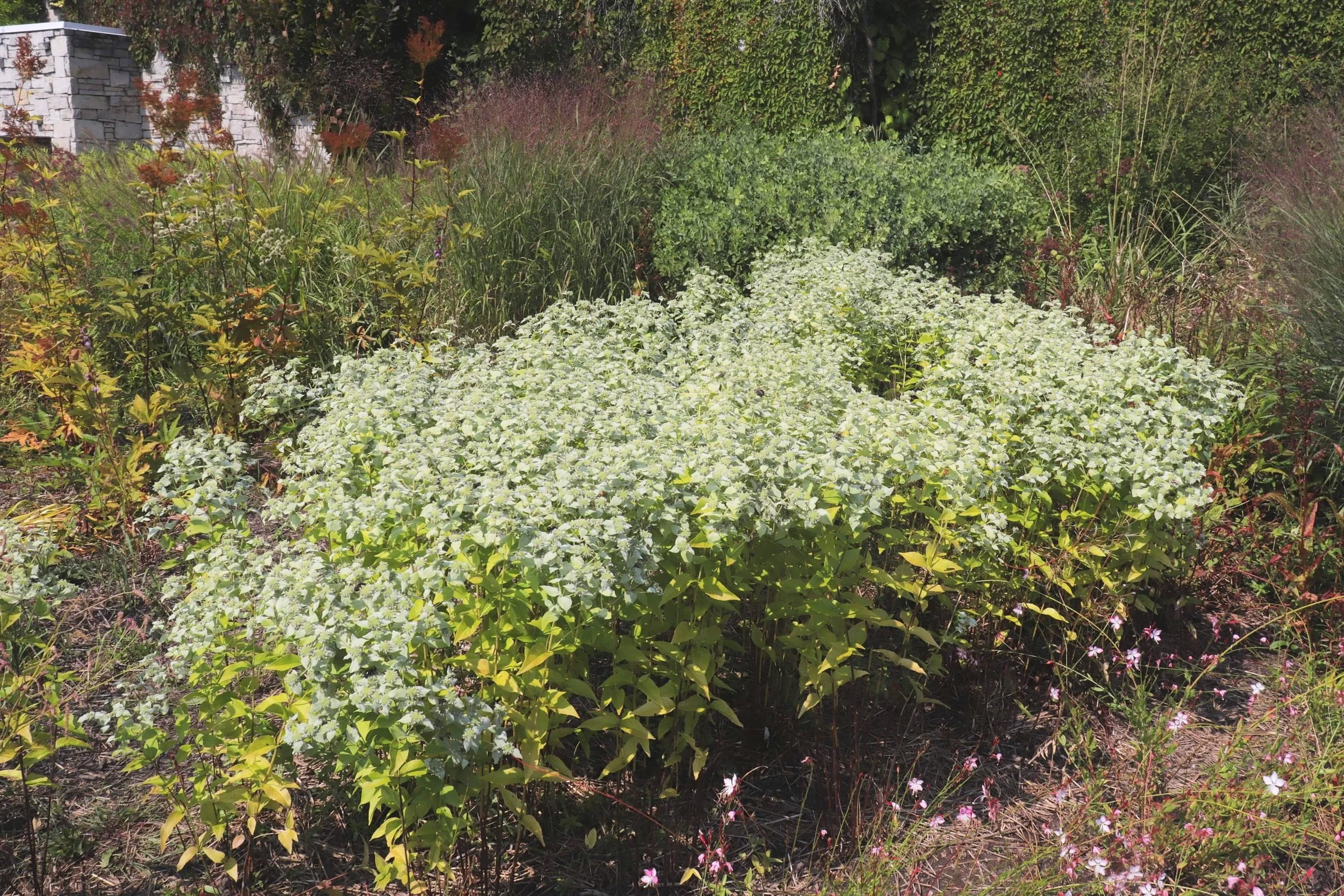Growing Ontario Native Mountain Mints — In Our Nature