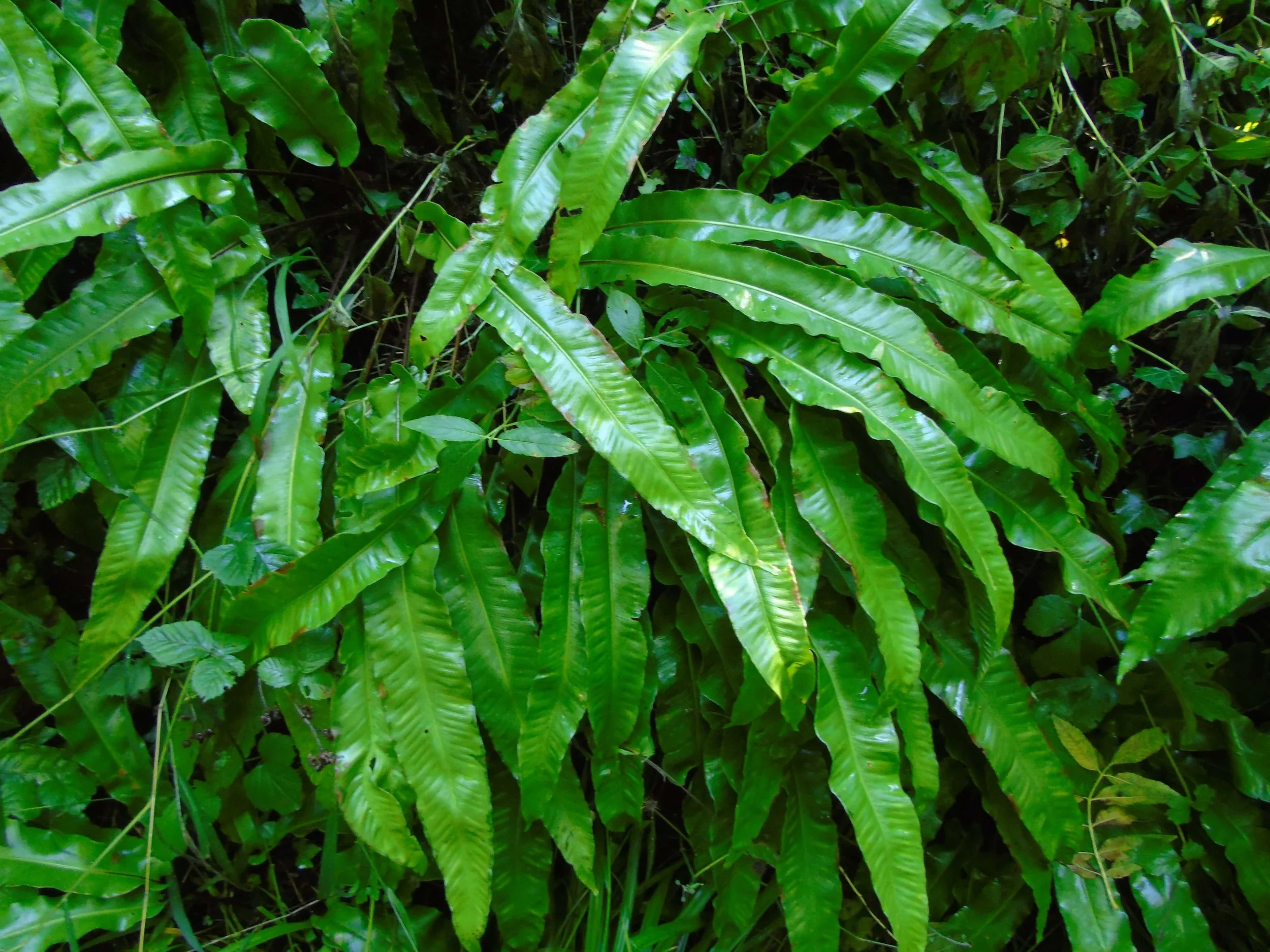 Top 12 Native Ferns For Ontario Gardens — In Our Nature