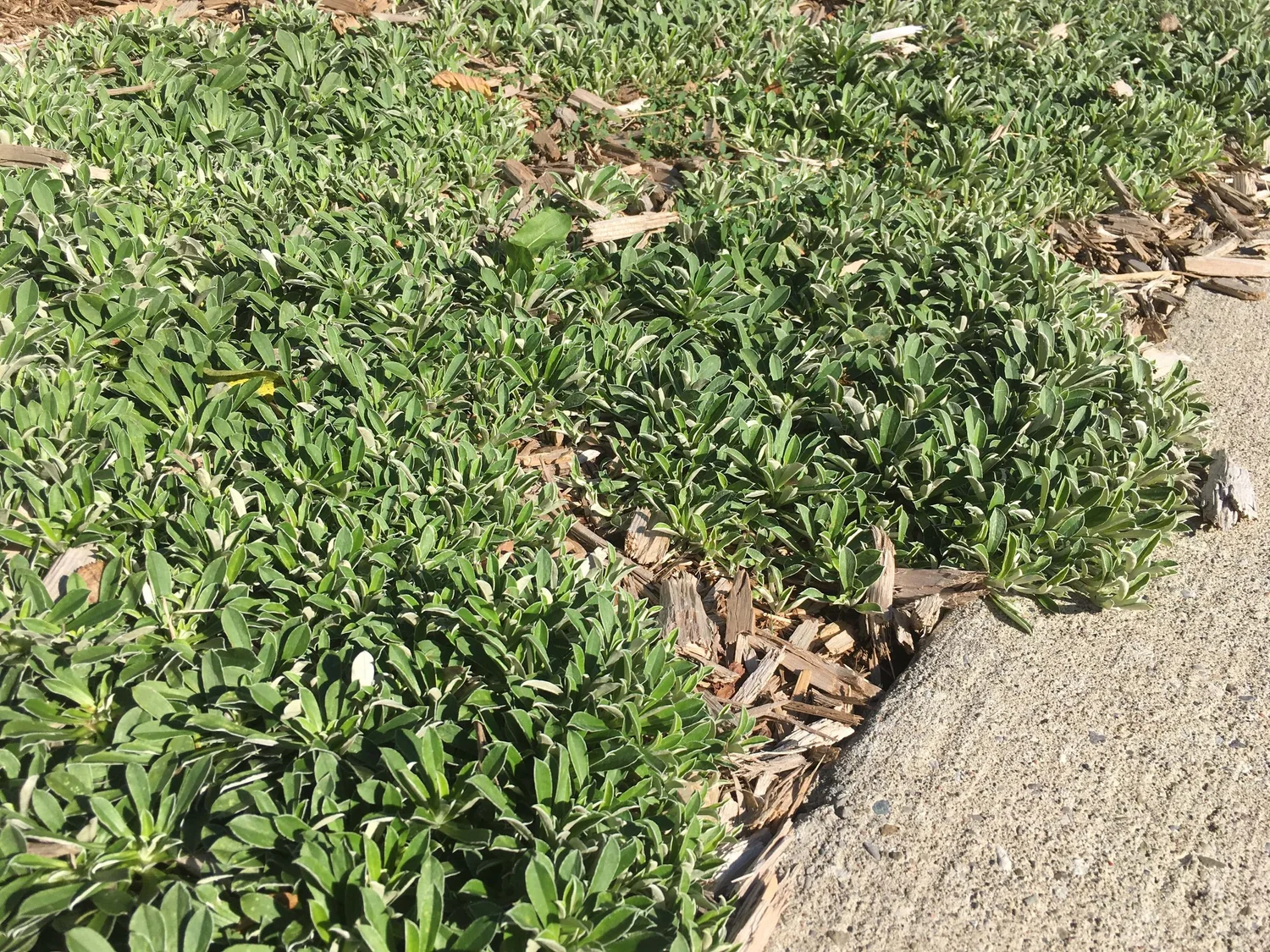 Deer & Rabbit Resistant Native Plants — In Our Nature