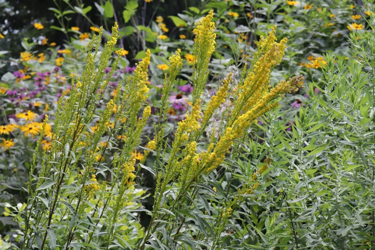 Native Goldenrods for Ontario Gardens | In Our Nature — In Our Nature