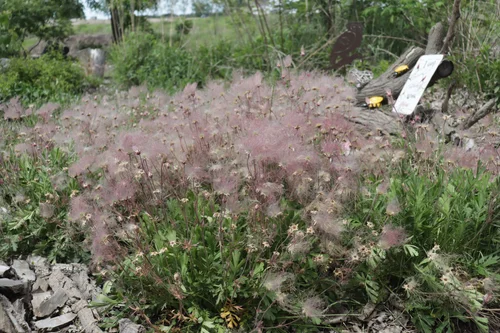 Deer & Rabbit Resistant Native Plants — In Our Nature