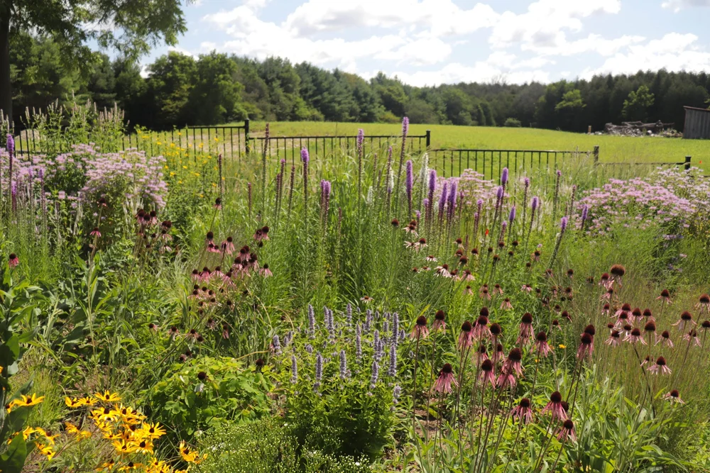 Natural Garden Design | Native Plant Nursery | In Our Nature