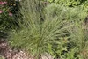 Top Native Grasses for Ontario Gardens — In Our Nature