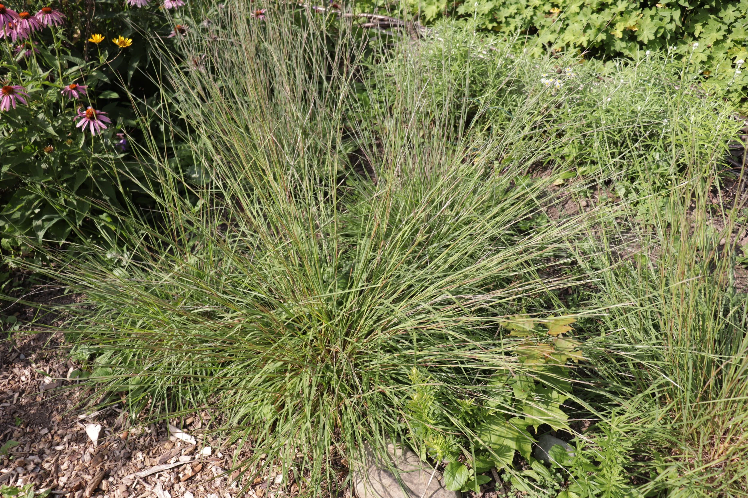 Top Native Grasses for Ontario Gardens — In Our Nature