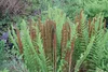 Top 12 Native Ferns For Ontario Gardens — In Our Nature