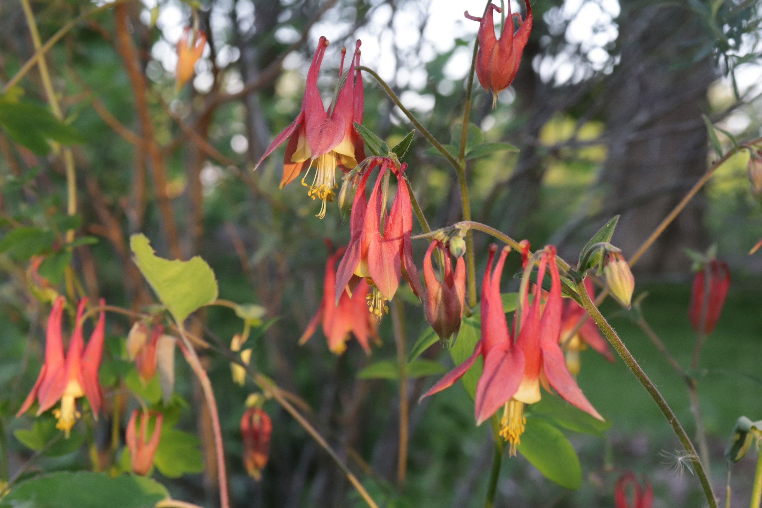 Best Ontario Native Plants For Rock Gardens — In Our Nature