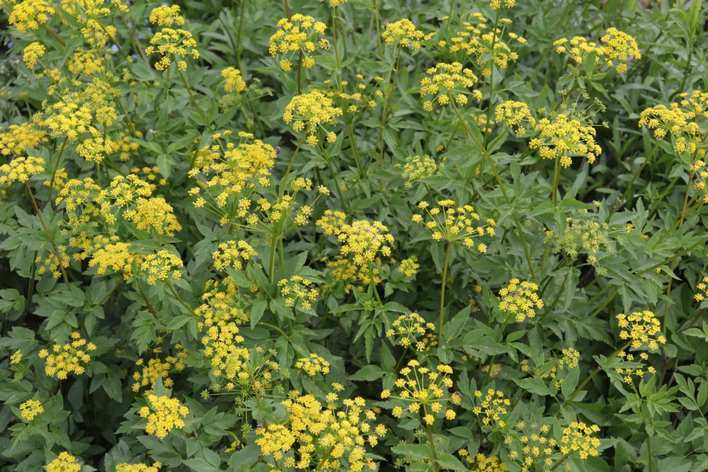 Best Ontario Native Plants For Clay Soil — In Our Nature