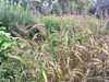 Top Native Grasses for Ontario Gardens — In Our Nature