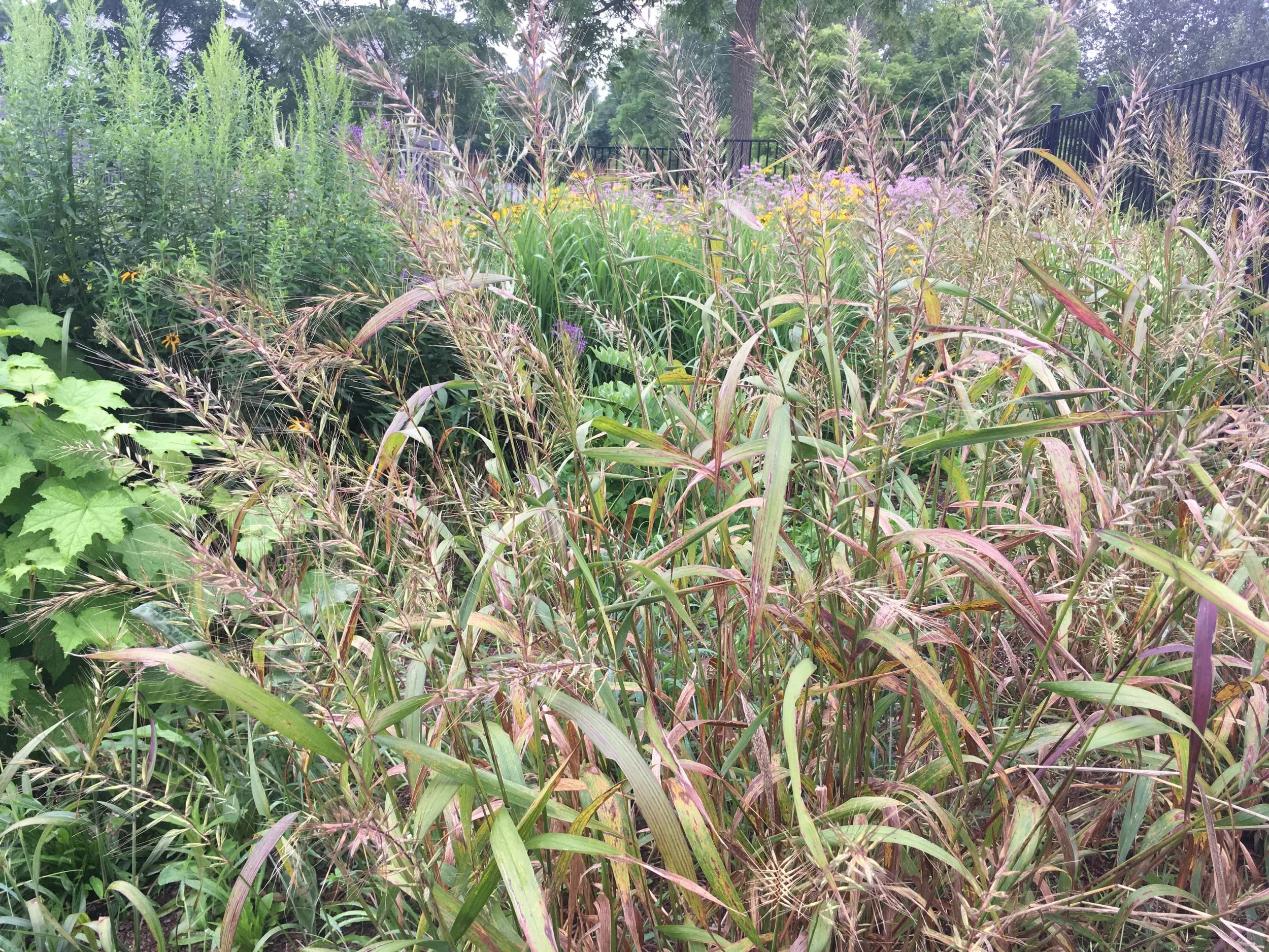 Top Native Grasses for Ontario Gardens — In Our Nature