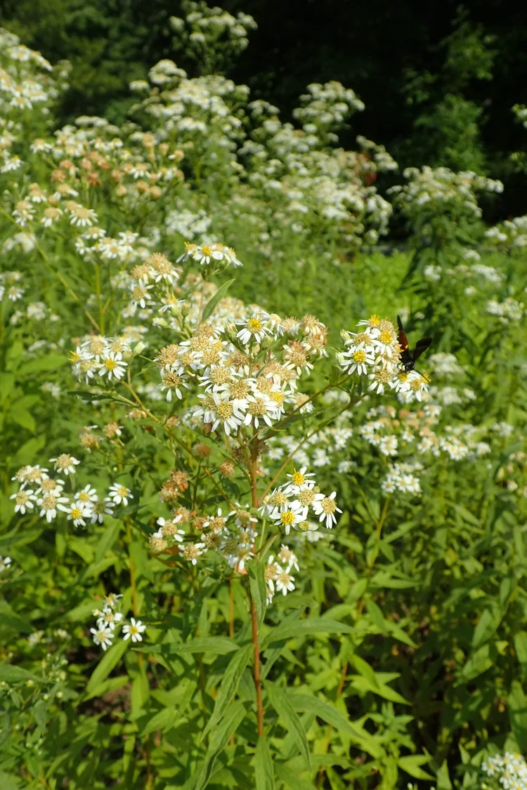 Native Asters for Ontario Gardens | In Our Nature — In Our Nature