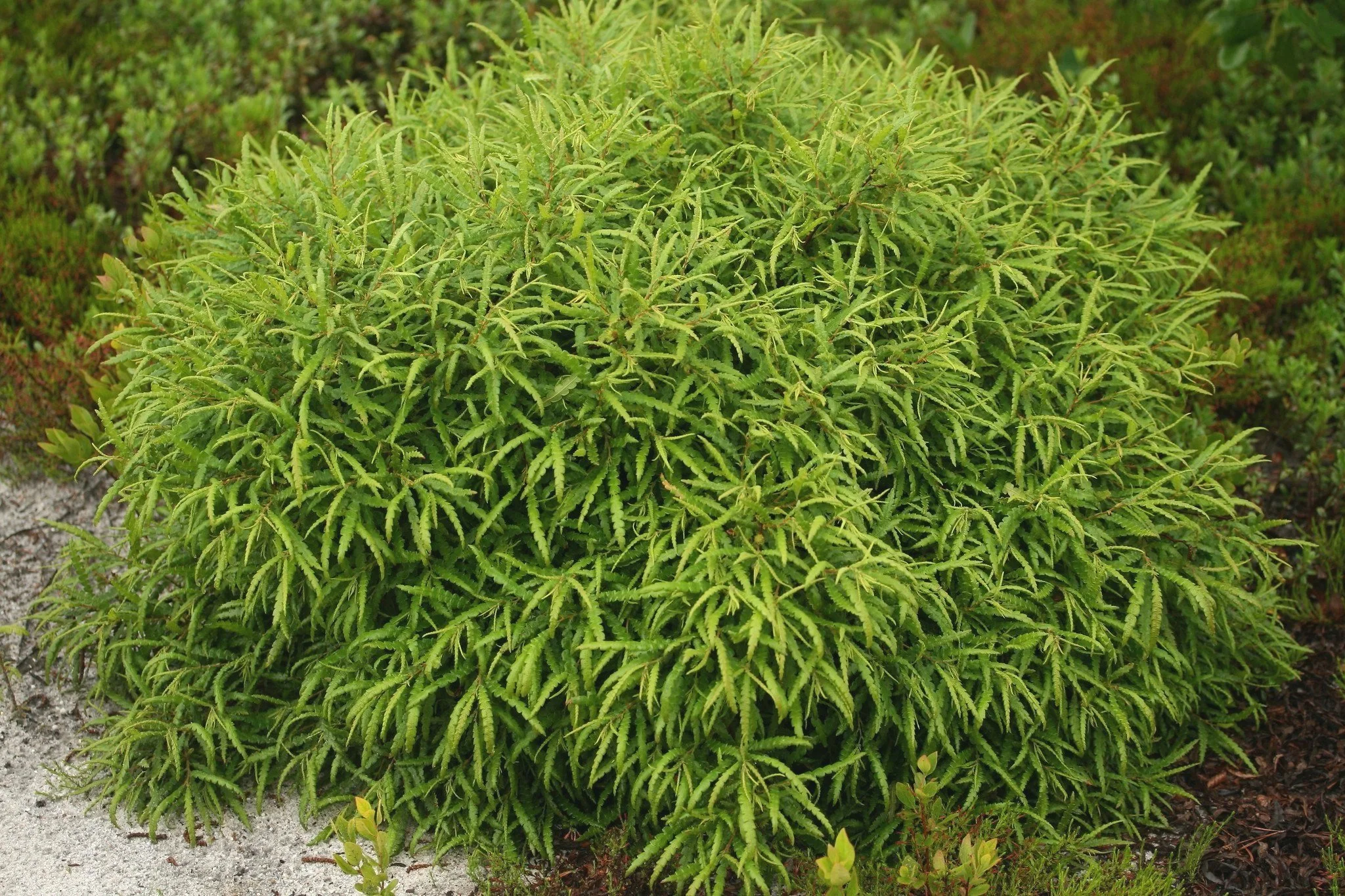 Low-growing Native Shrubs for Ontario — In Our Nature
