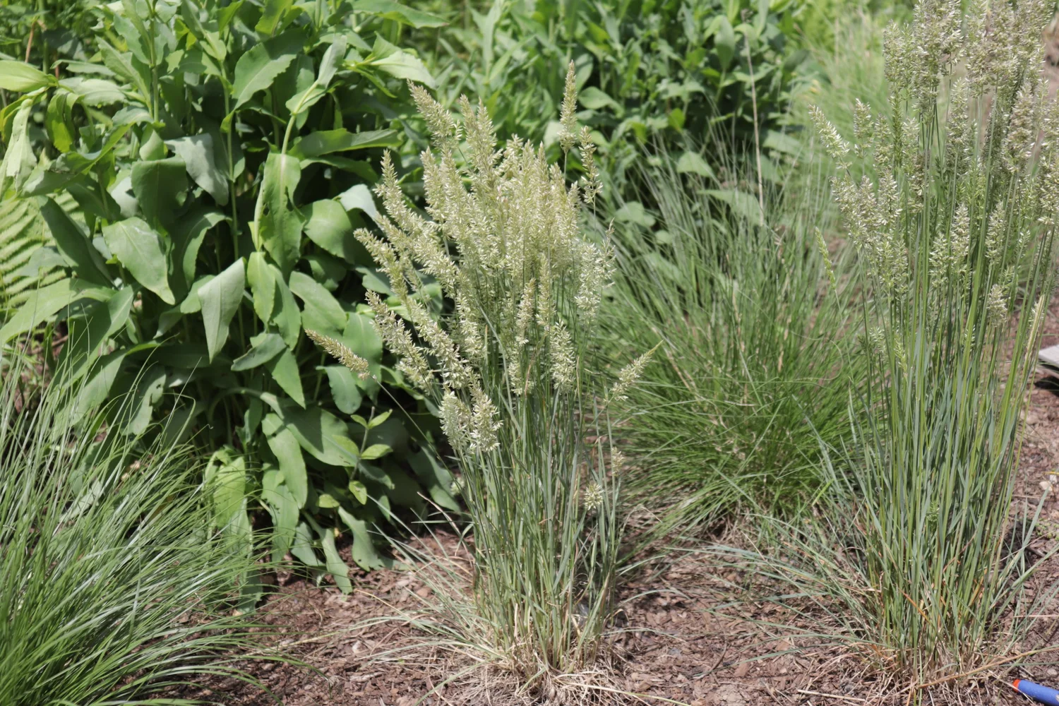 Top Native Grasses for Ontario Gardens — In Our Nature