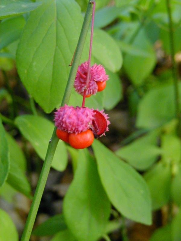 Early Spring Blooming Native Plants | In Our Nature — In Our Nature