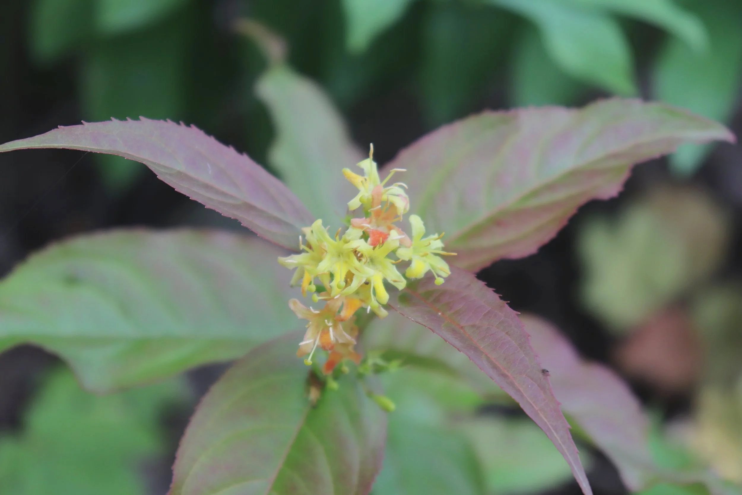 Summer blooms for shade gardens — In Our Nature