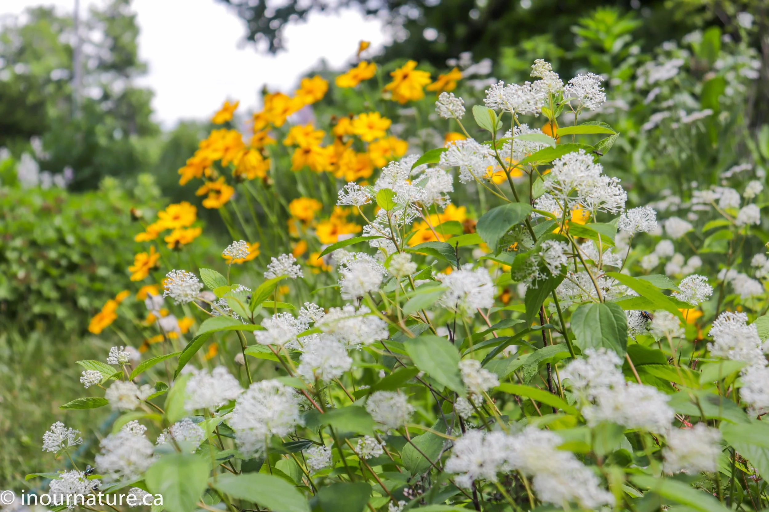 Native Ontario Shrubs For Your Garden — In Our Nature