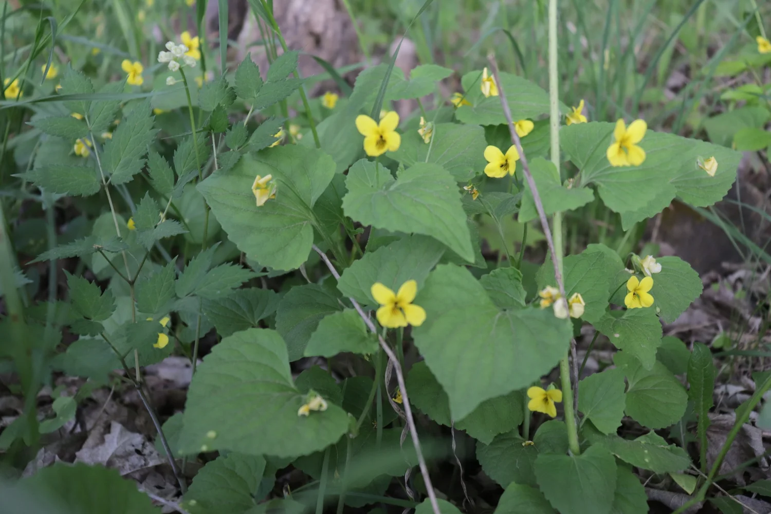 Native Violets of Ontario: What Gardeners Should Know — In Our Nature