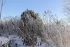 Native Plants for Winter Interest | In Our Nature — In Our Nature