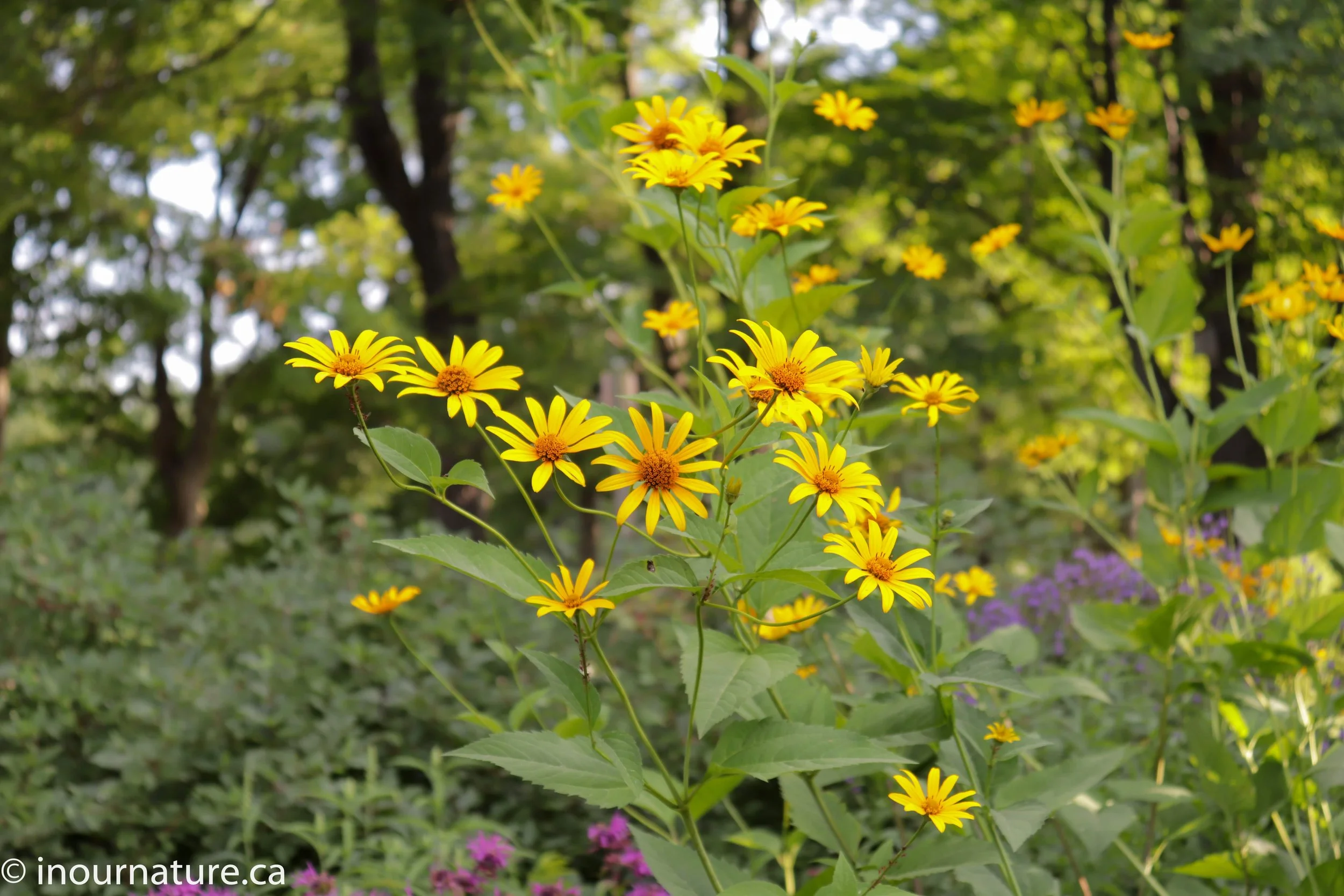 Top Drought Tolerant Native Plants | Ontario — In Our Nature