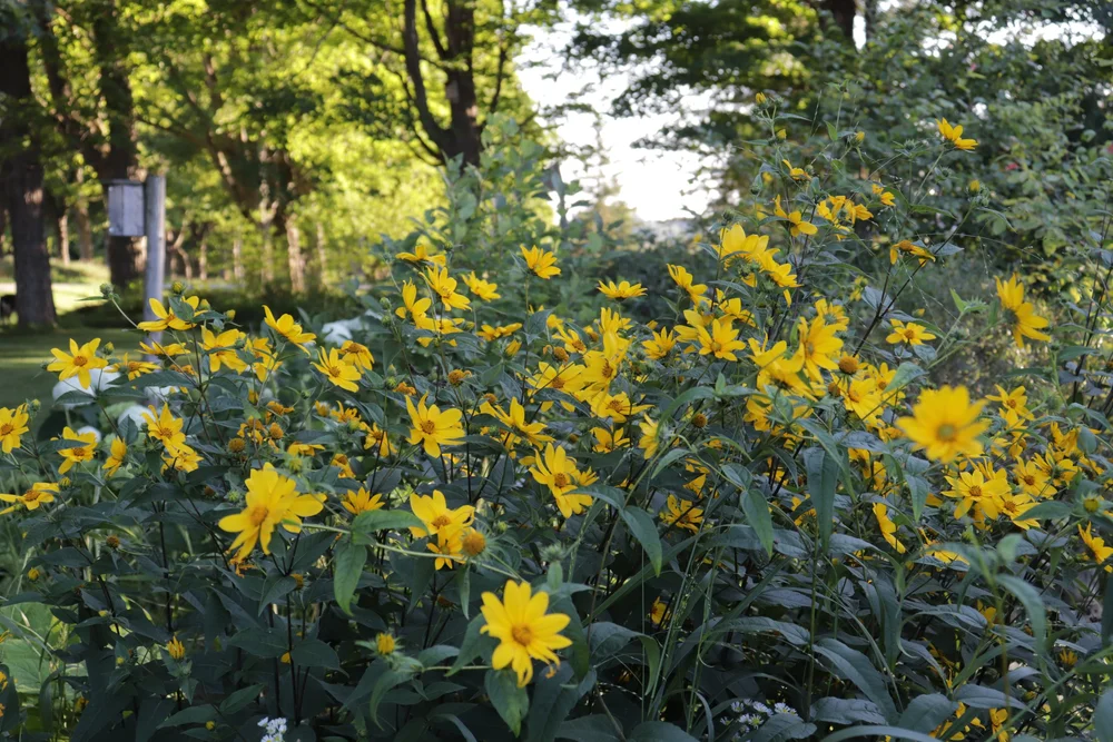 Native Plants for Dry Shade | In Our Nature Native Plant Nursery — In ...