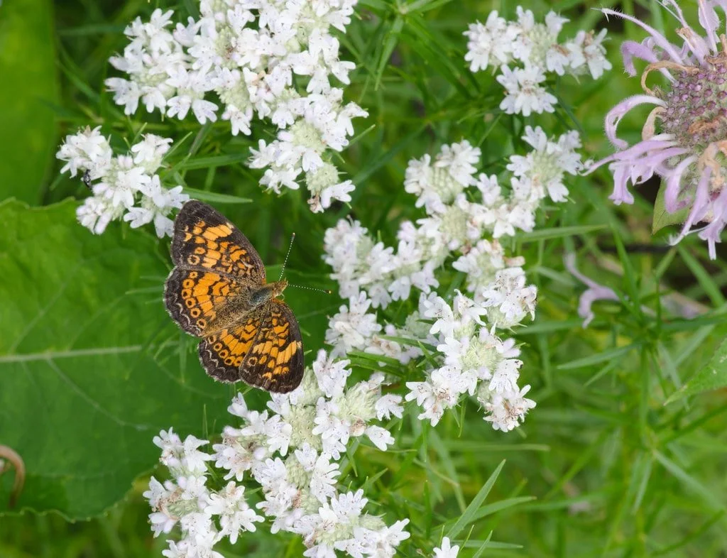 Growing Ontario Native Mountain Mints — In Our Nature