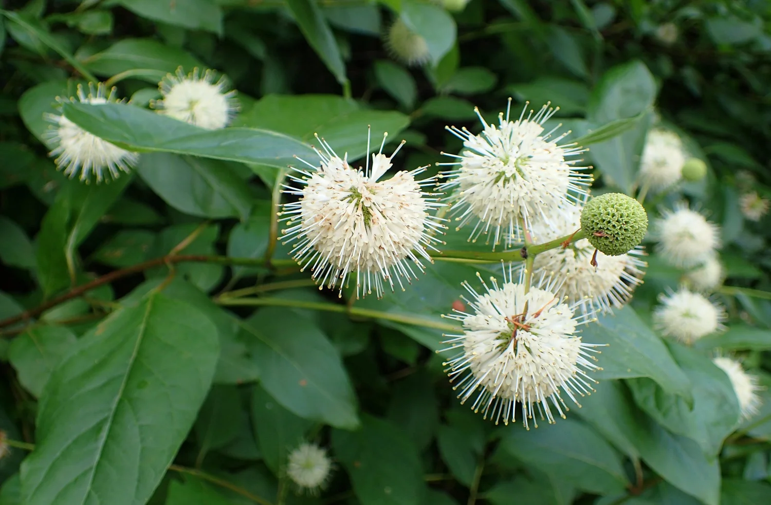 Top Native Ontario Shrubs For Your Garden — In Our Nature