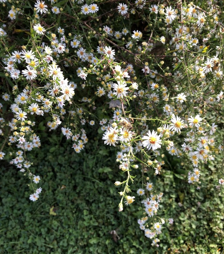 Native Asters for Ontario Gardens | In Our Nature — In Our Nature