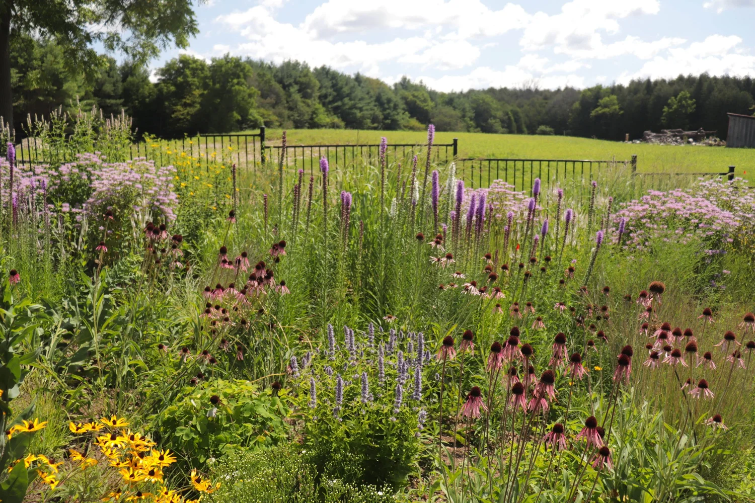 Natural Garden Design | Native Plant Nursery | In Our Nature