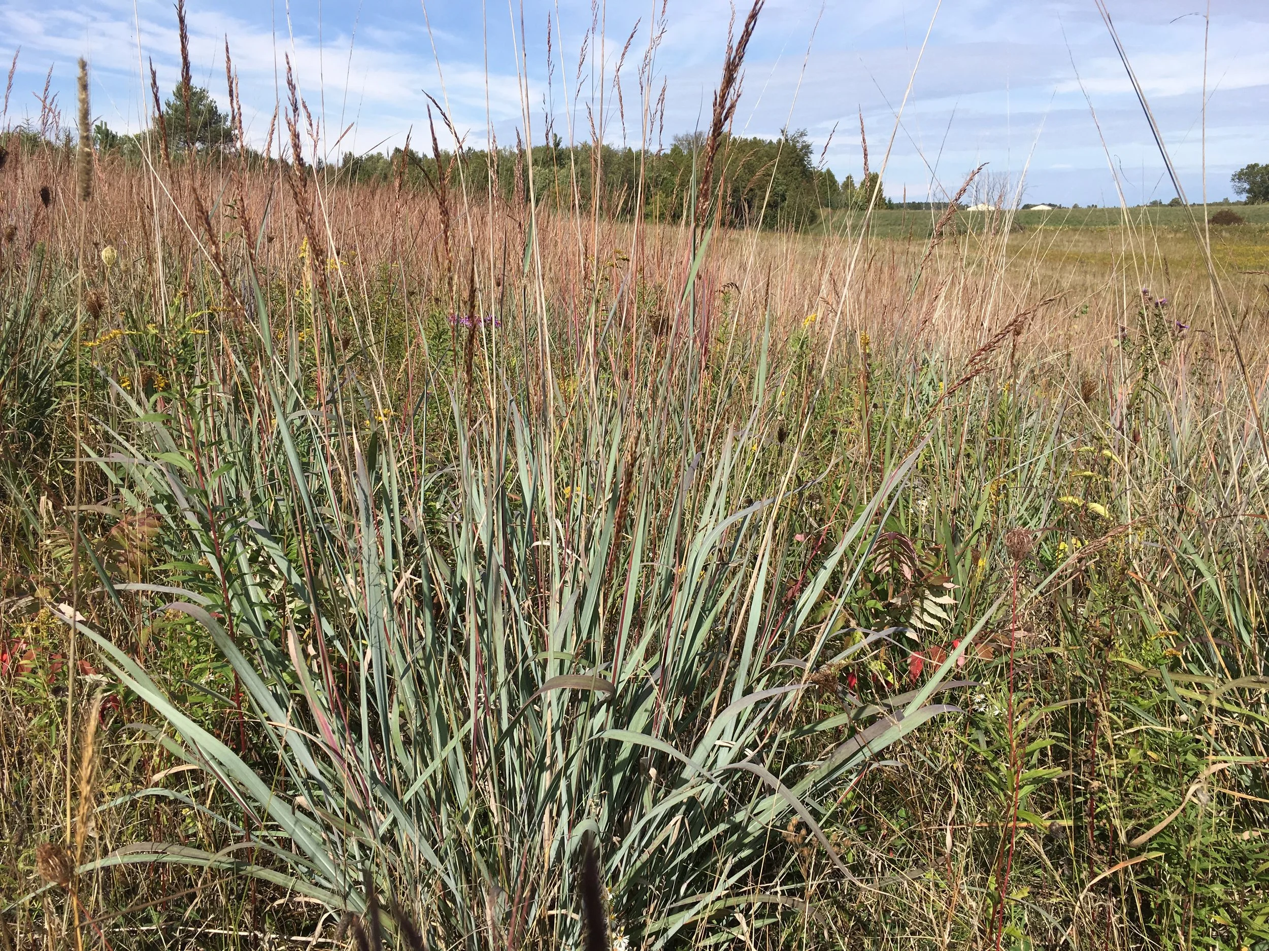 Top Native Grasses for Ontario Gardens — In Our Nature