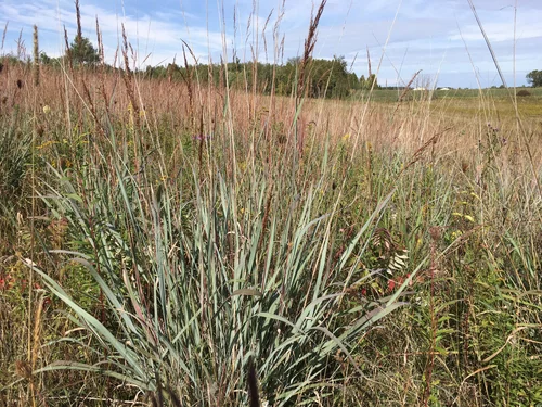 Top Native Grasses for Ontario Gardens — In Our Nature