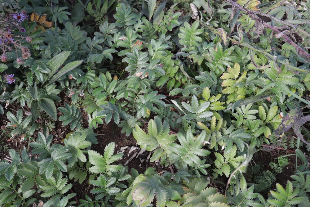Native Groundcovers for Ontario | In Our Nature Native Plant Nursery ...