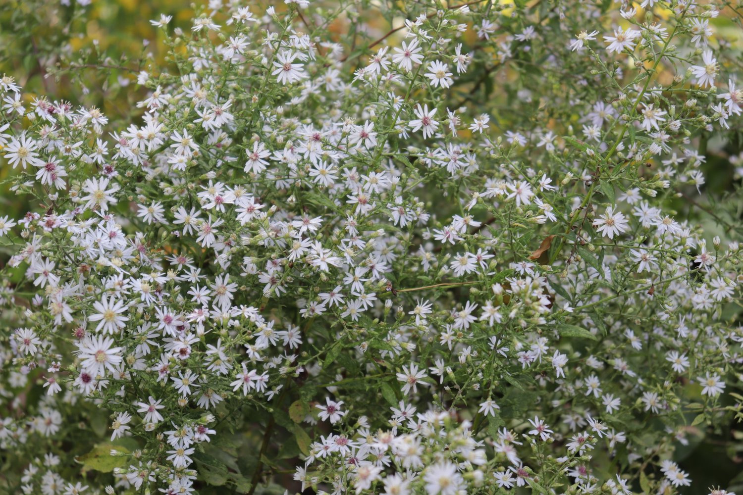 Native Asters for Ontario Gardens | In Our Nature — In Our Nature