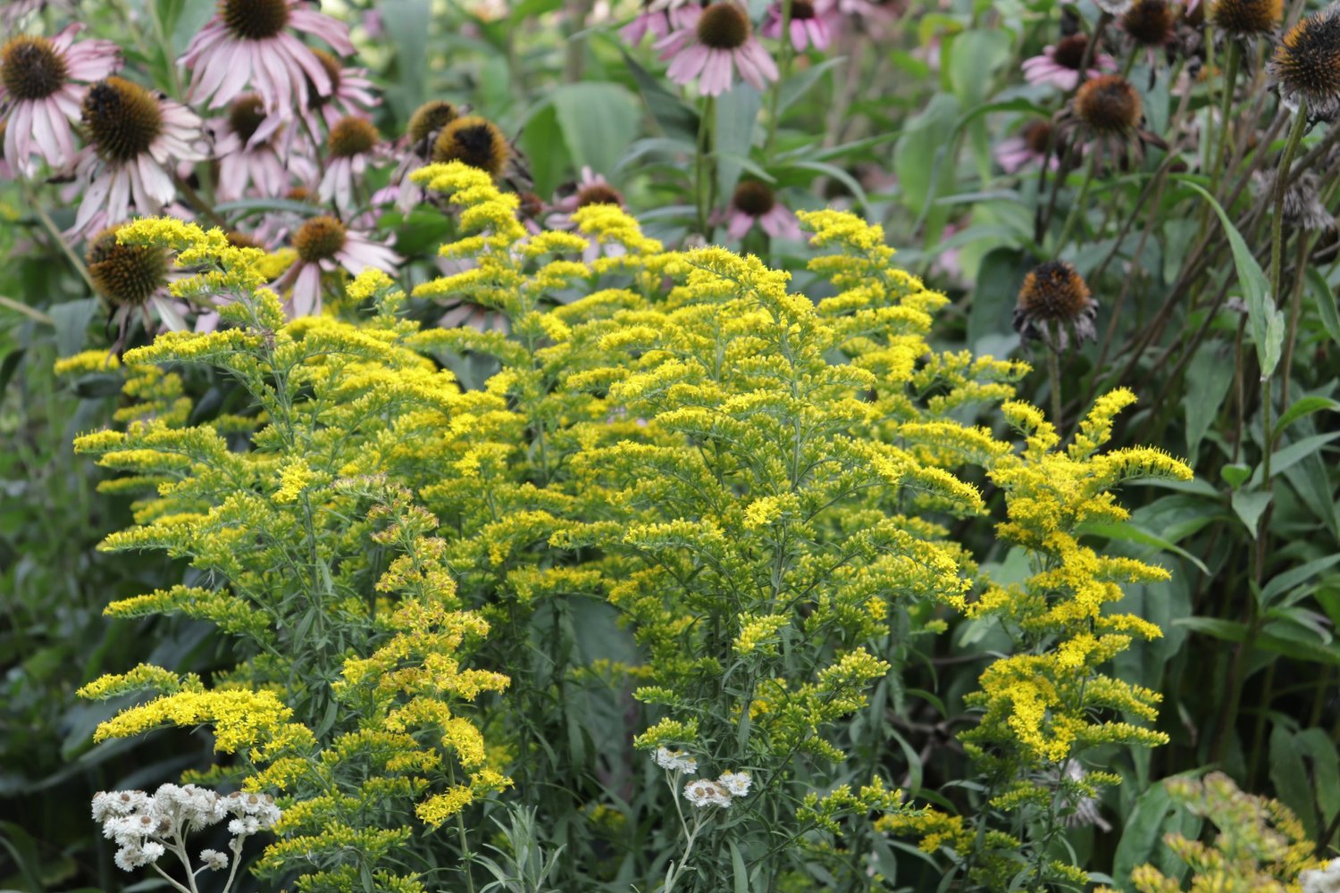 Native Goldenrods for Ontario Gardens | In Our Nature — In Our Nature