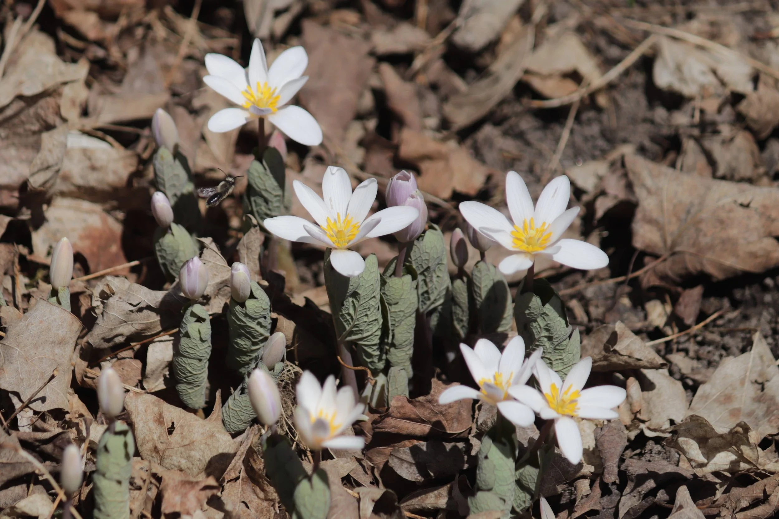 Early Spring Blooming Native Plants | In Our Nature — In Our Nature