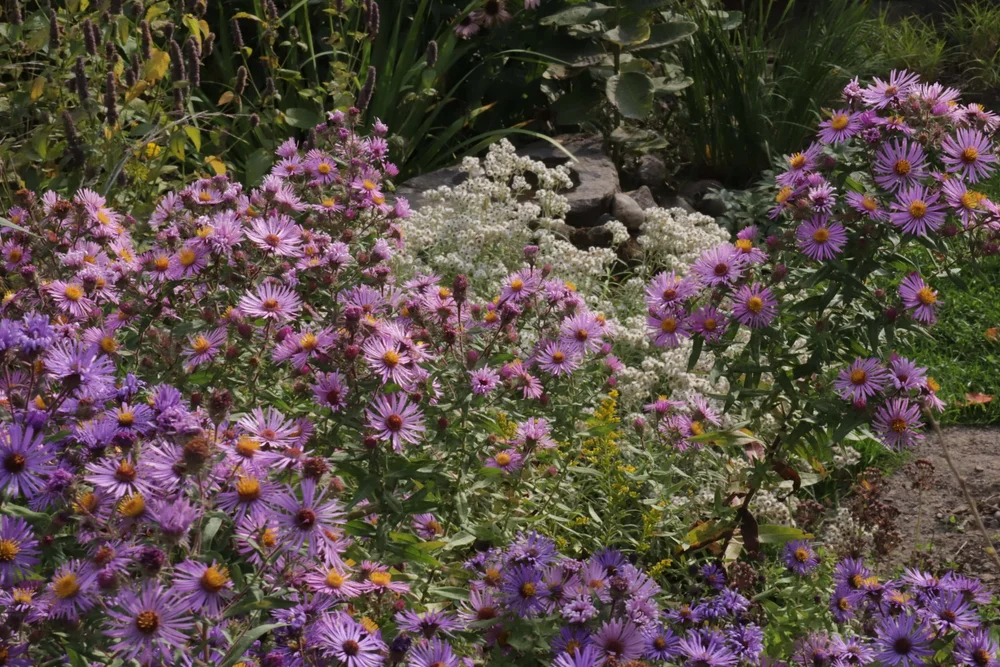 Native Asters for Ontario Gardens | In Our Nature — In Our Nature