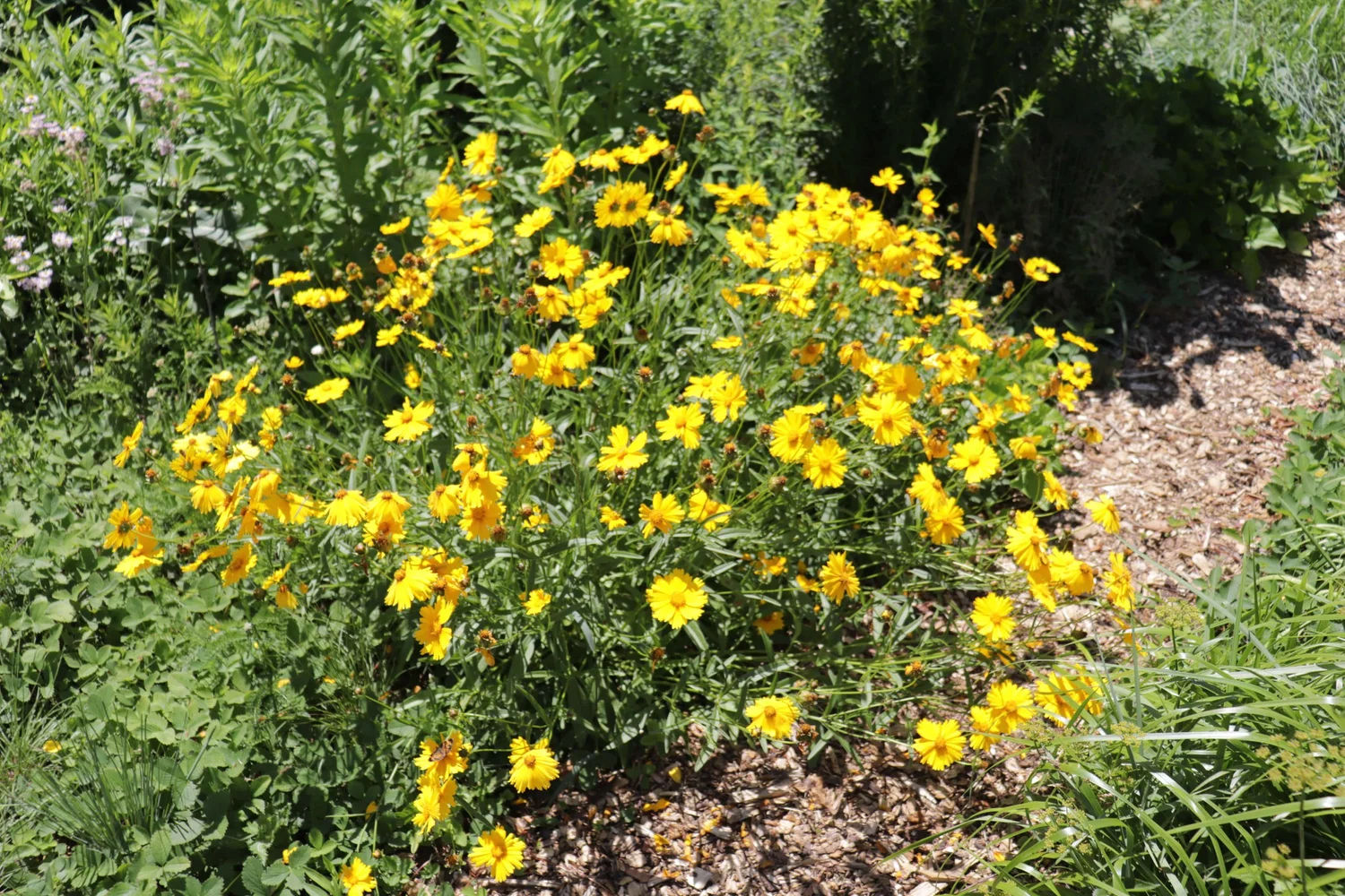 Top Drought Tolerant Native Plants | Ontario — In Our Nature