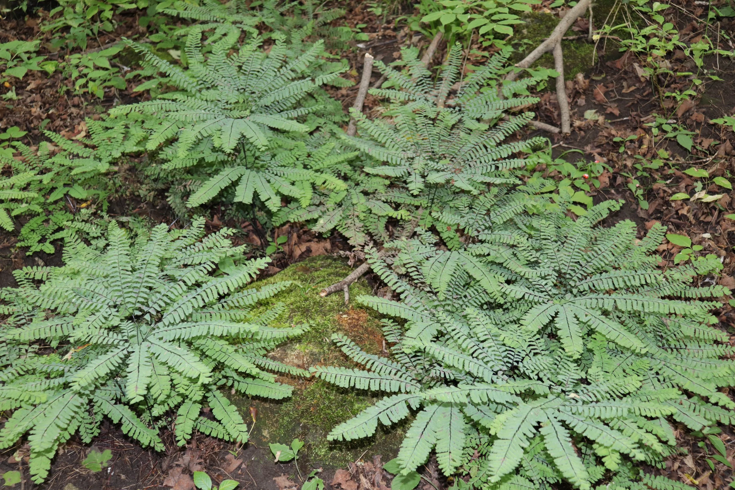 Top 12 Native Ferns For Ontario Gardens — In Our Nature