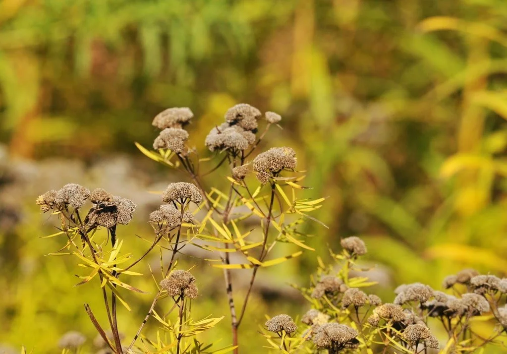 Growing Ontario Native Mountain Mints — In Our Nature