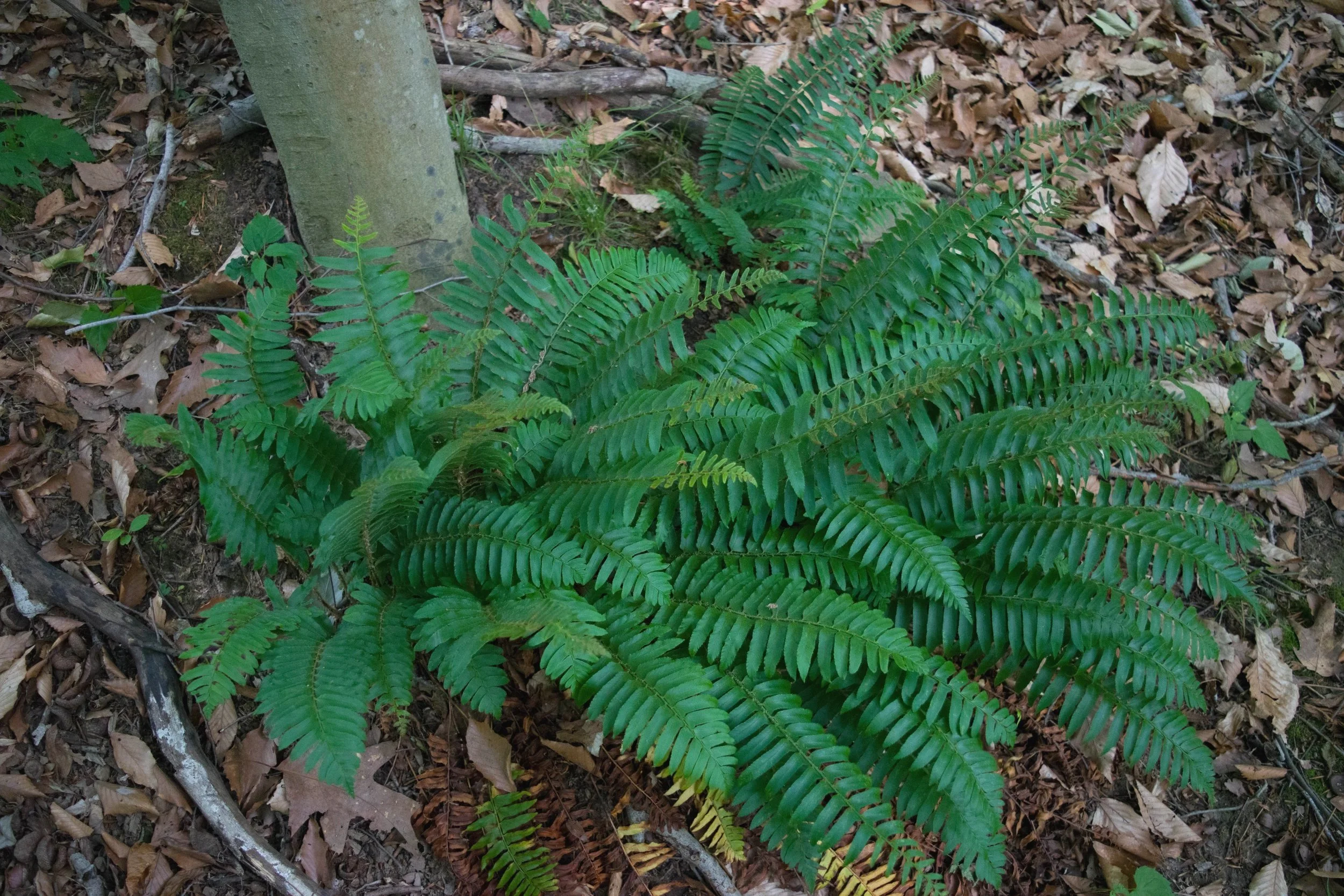 Top 12 Native Ferns For Ontario Gardens — In Our Nature