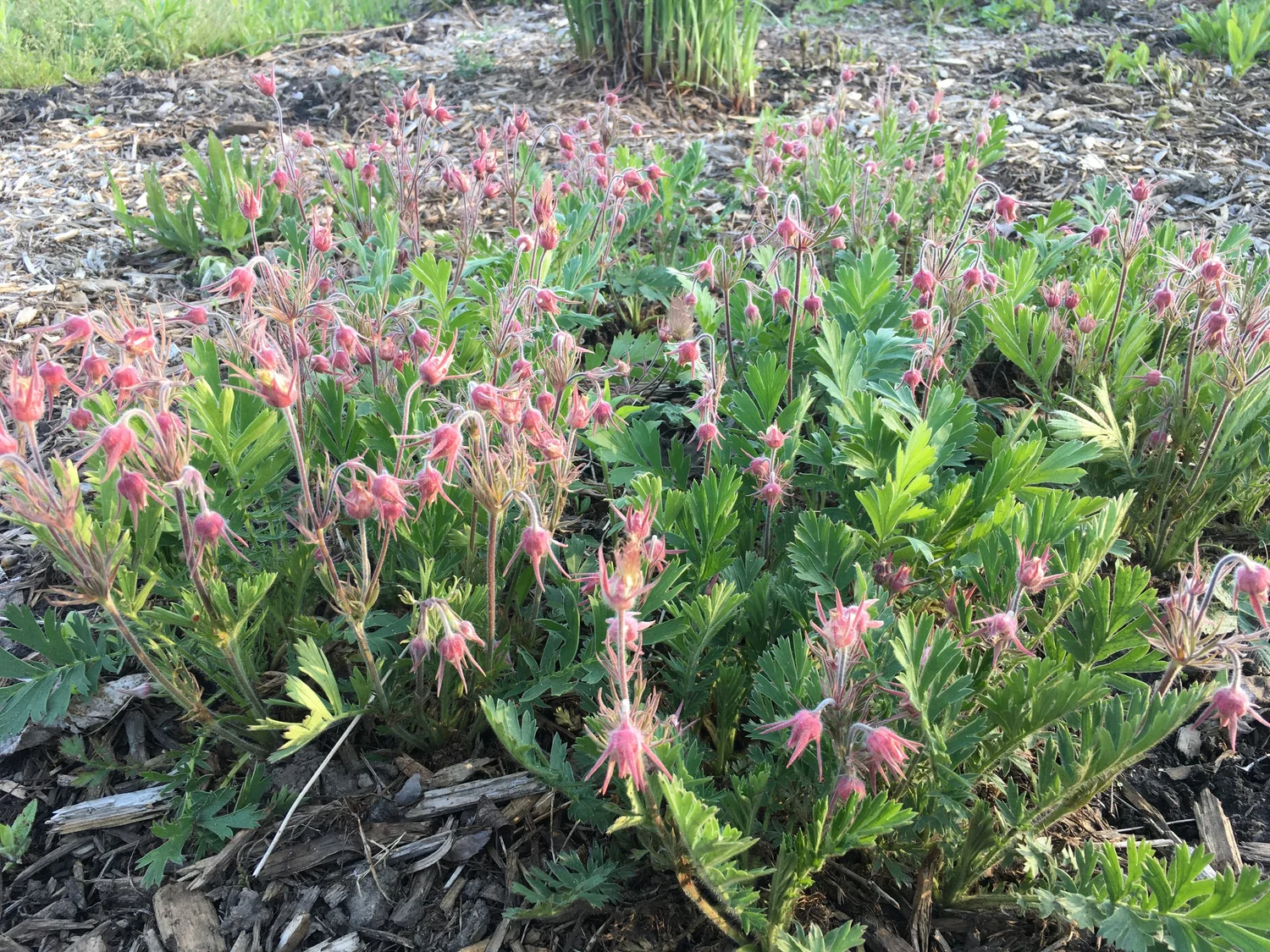 Best Ontario Native Plants For Rock Gardens — In Our Nature