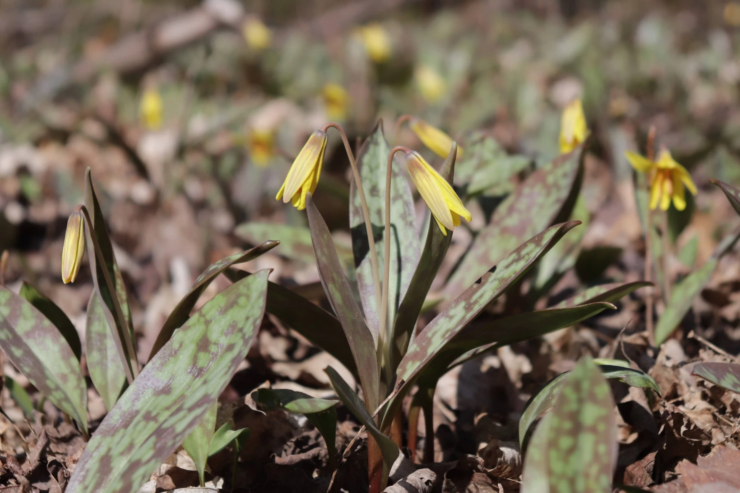 Early Spring Blooming Native Plants | In Our Nature — In Our Nature