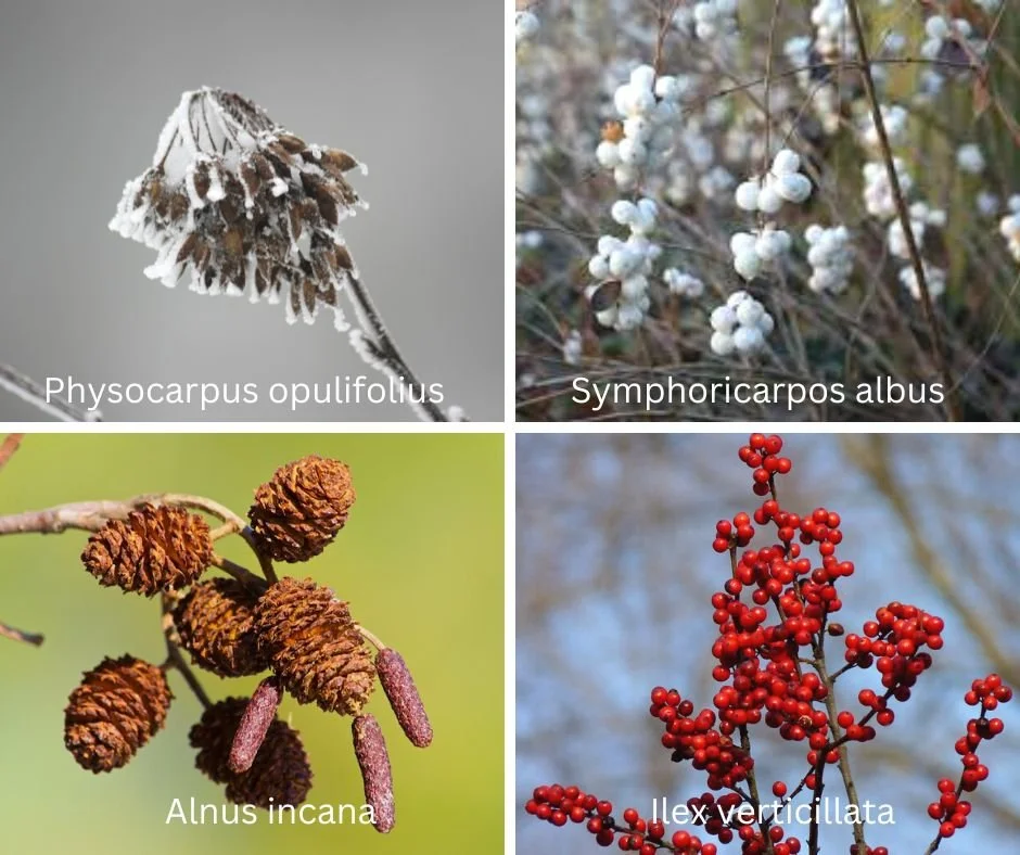 Designing Gardens For Winter Interest — In Our Nature